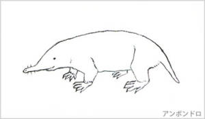 アンボンドロ、マダガスカルで見つかったカモノハシやハリモグラの祖先