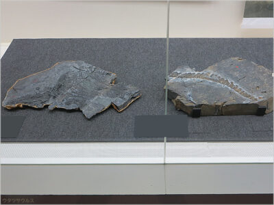 ウタツサウルス/Utatsusaurus