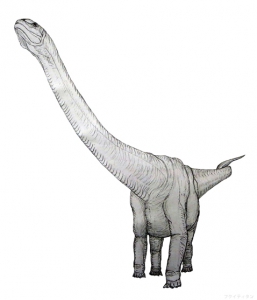 フクイティタン、体長10m、意外に小さい福井の竜脚類