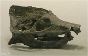 ドヴィニア、最初期のキノドン類すこしぶさいく