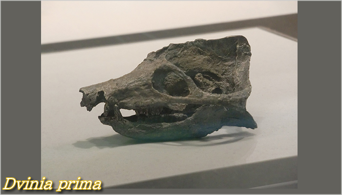 ドヴィニア、最初期のキノドン類すこしぶさいく