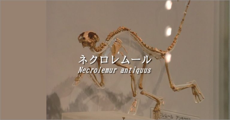 ネクロレムール/Necrolemur