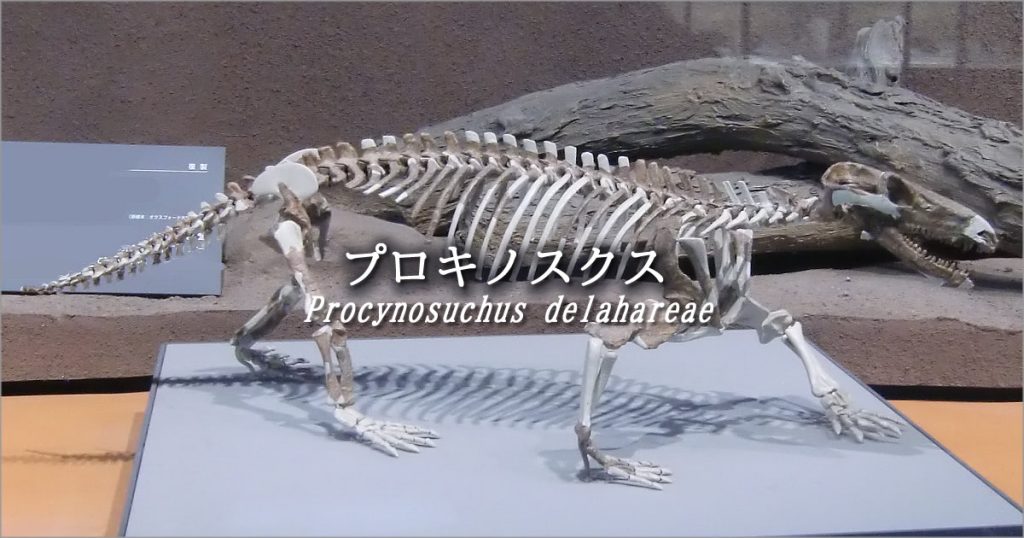 プロキノスクス、哺乳類につながる単弓類キノドン類の最古の種類