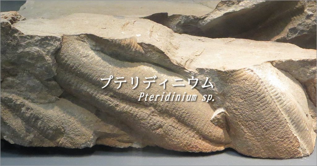 プテリディニウムとエディアカラ生物群