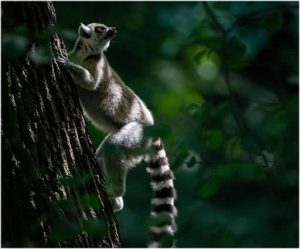 ネクロレムール/Necrolemur